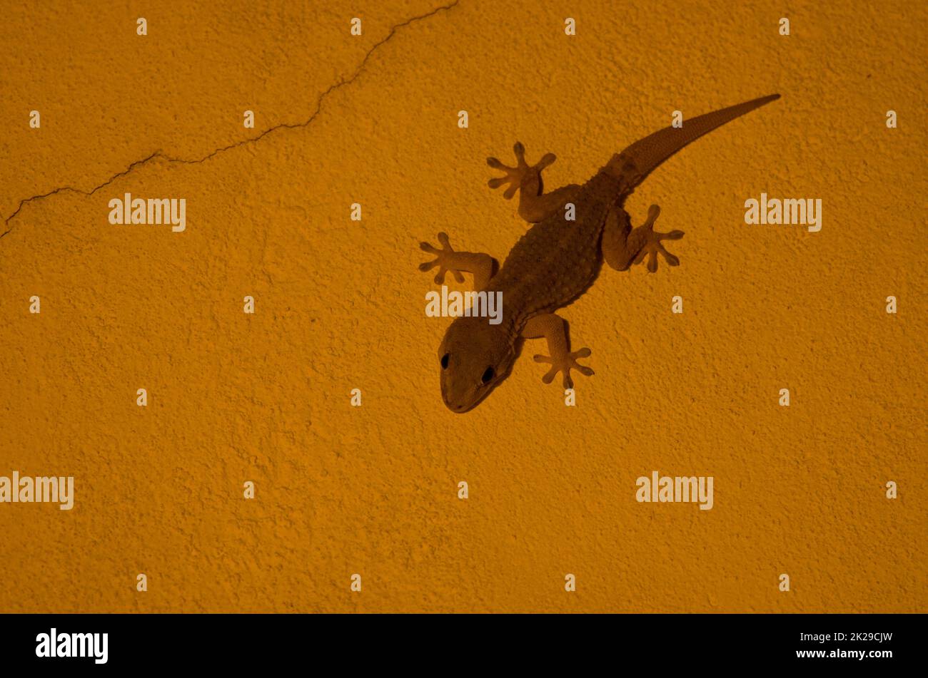 Boettger's wall gecko on a wall Stock Photo - Alamy