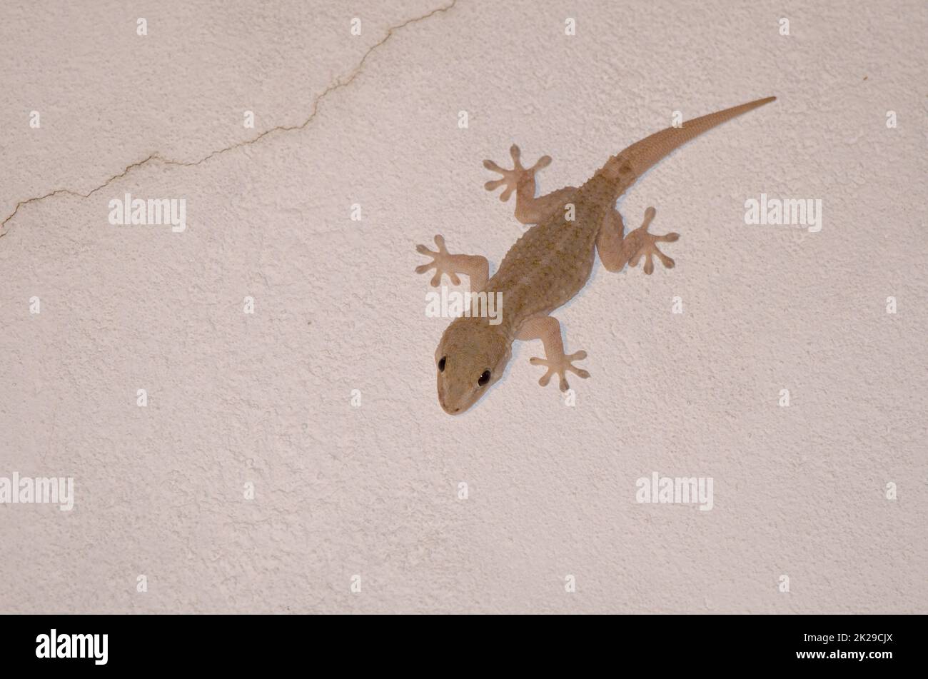 Boettger's wall gecko on a wall Stock Photo - Alamy