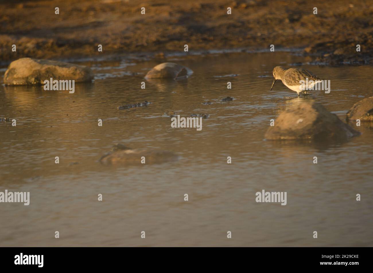 Waders in winter plumage hi-res stock photography and images - Alamy