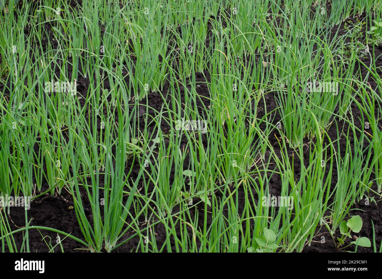 Fresh Organic Onion Growing in Garden Green Onion on Garden Bed Stock ...