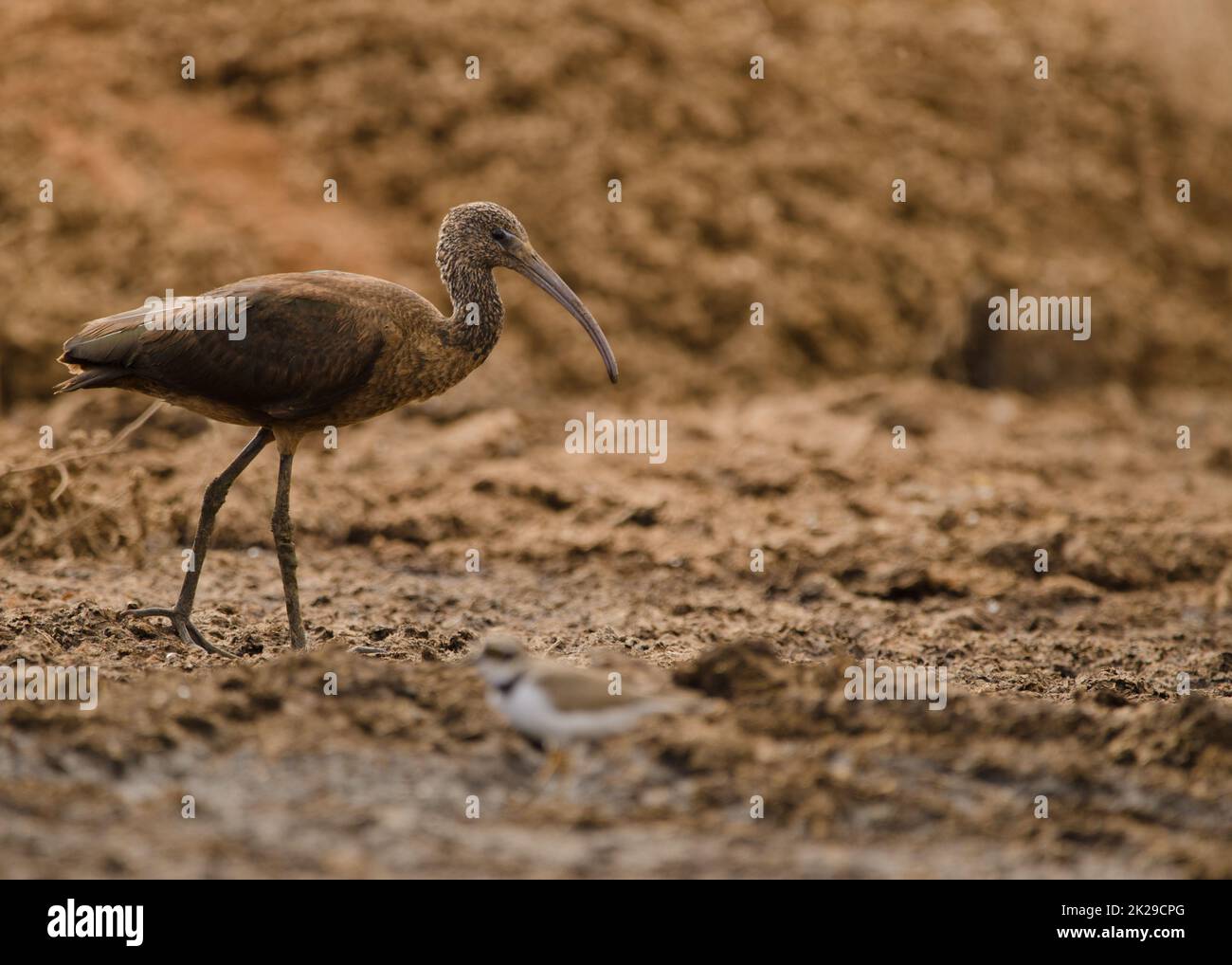 Foreground ibis hi-res stock photography and images - Alamy