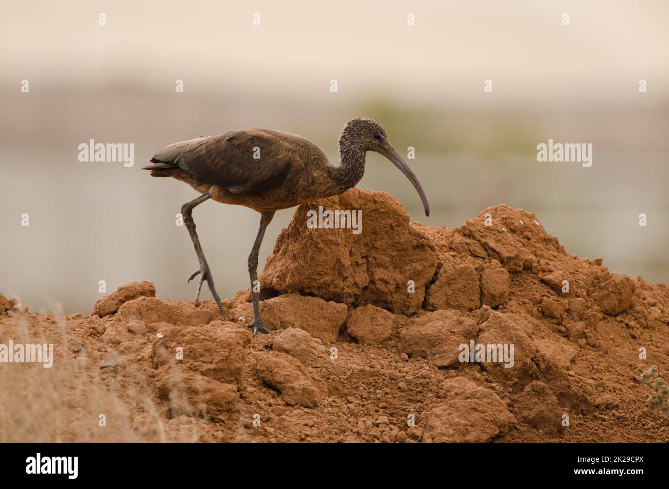 Ibises walking hi-res stock photography and images - Alamy