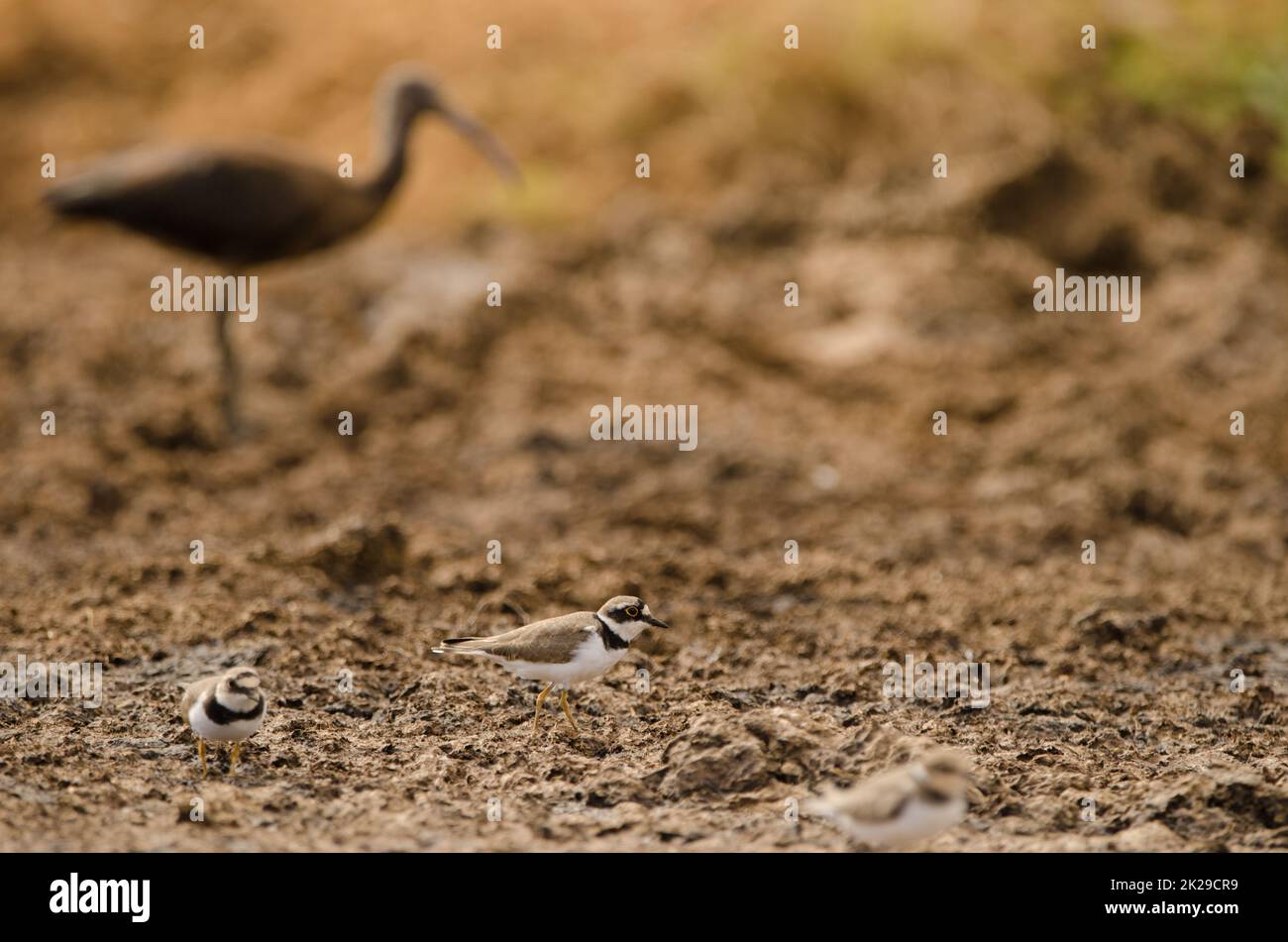 Little ringed plovers Charadrius dubius Stock Photo - Alamy