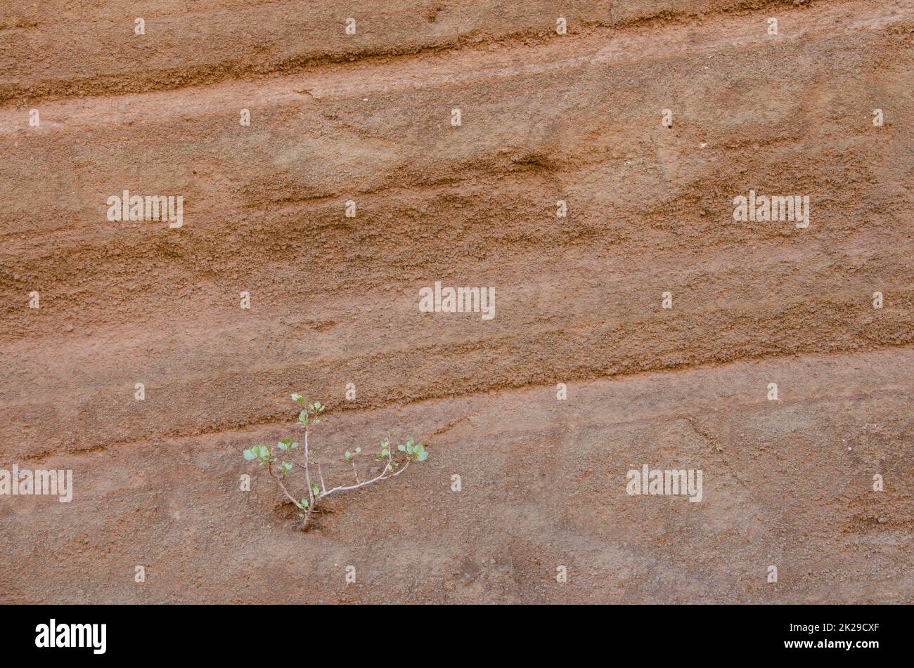 Tree tobacco on volcanic tuff Stock Photo - Alamy