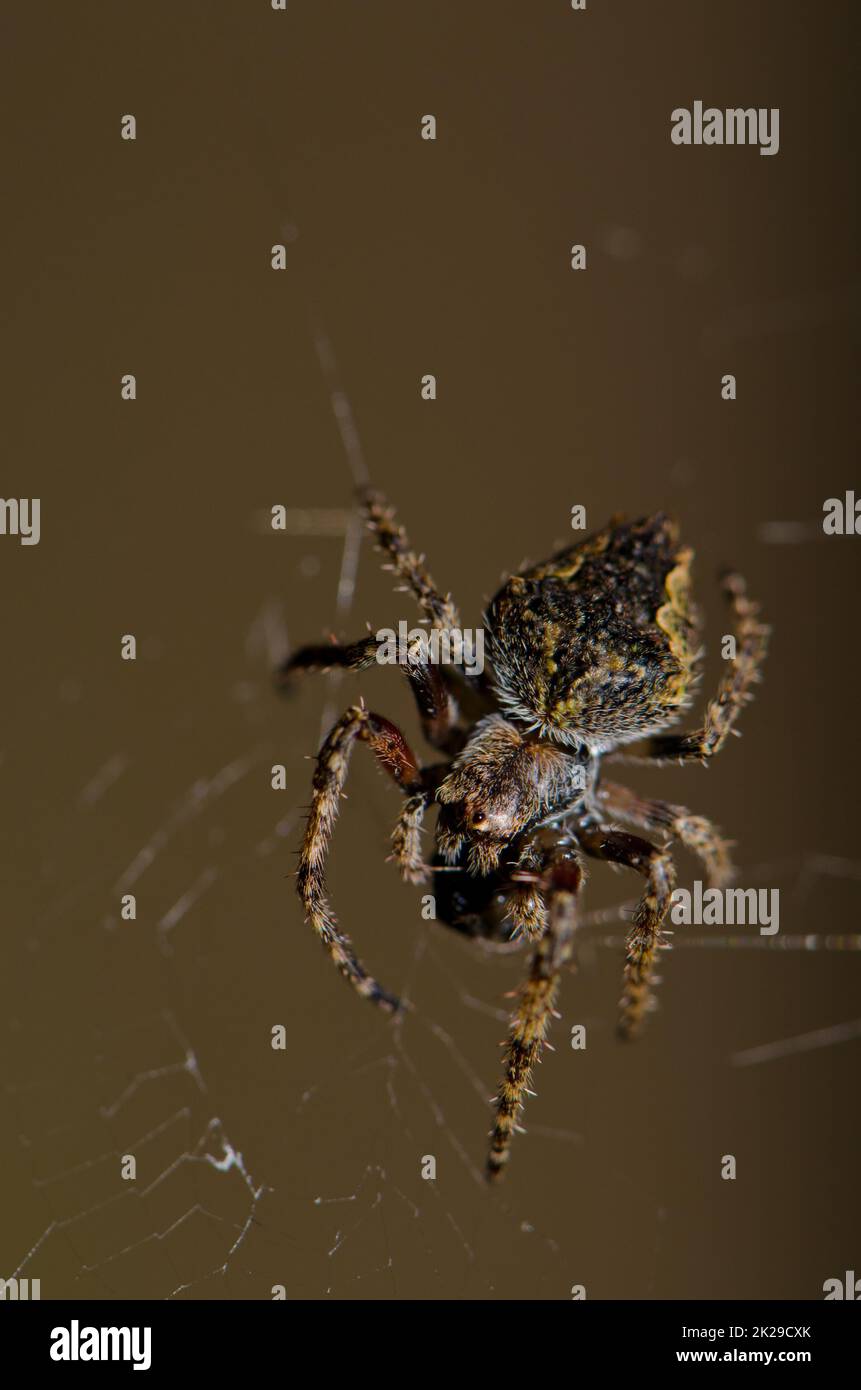 Orb-weaver spider in its web Stock Photo - Alamy