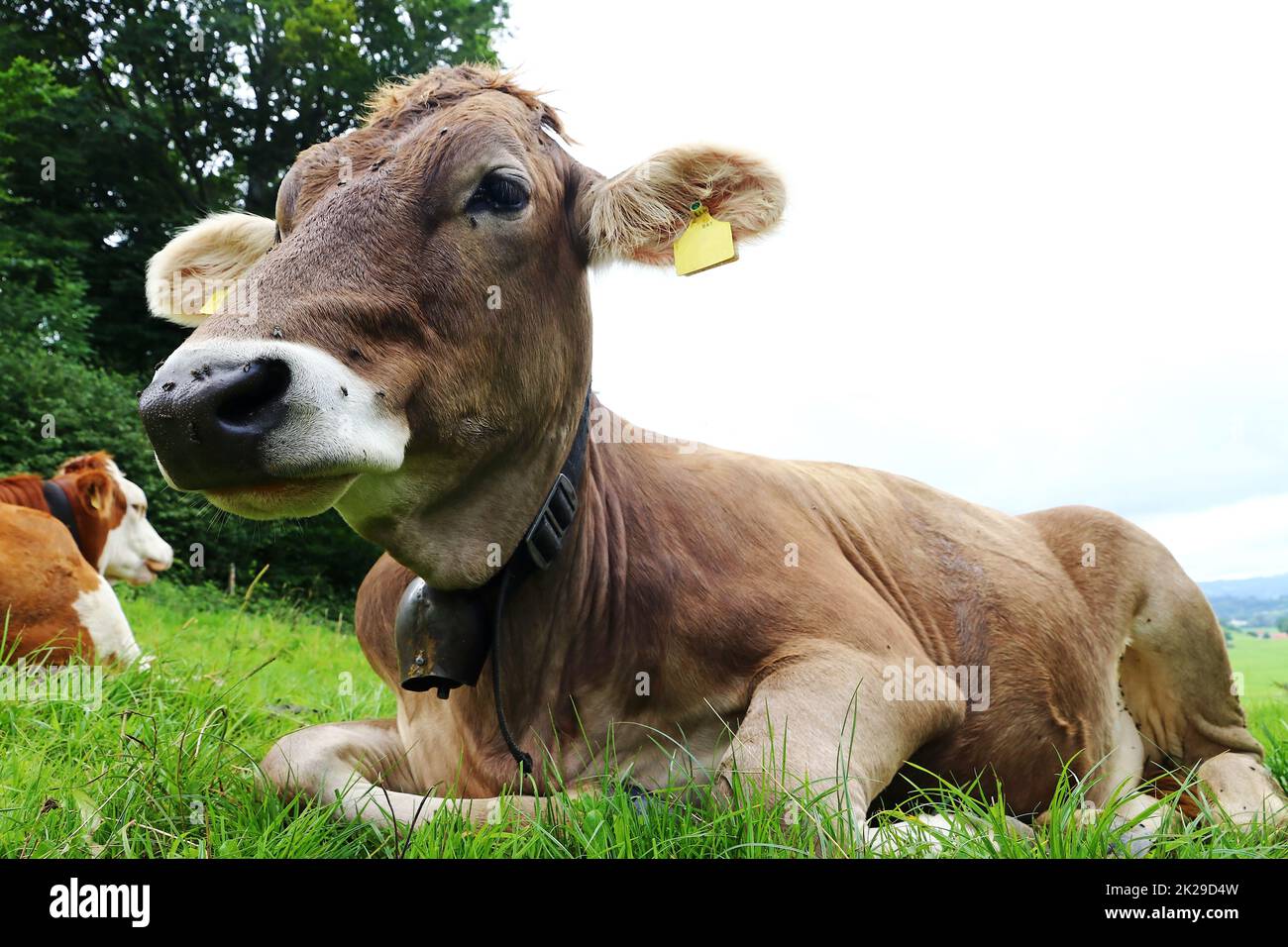 Young brown cattle with cow bell in summer on a meadow in bavaria Stock ...