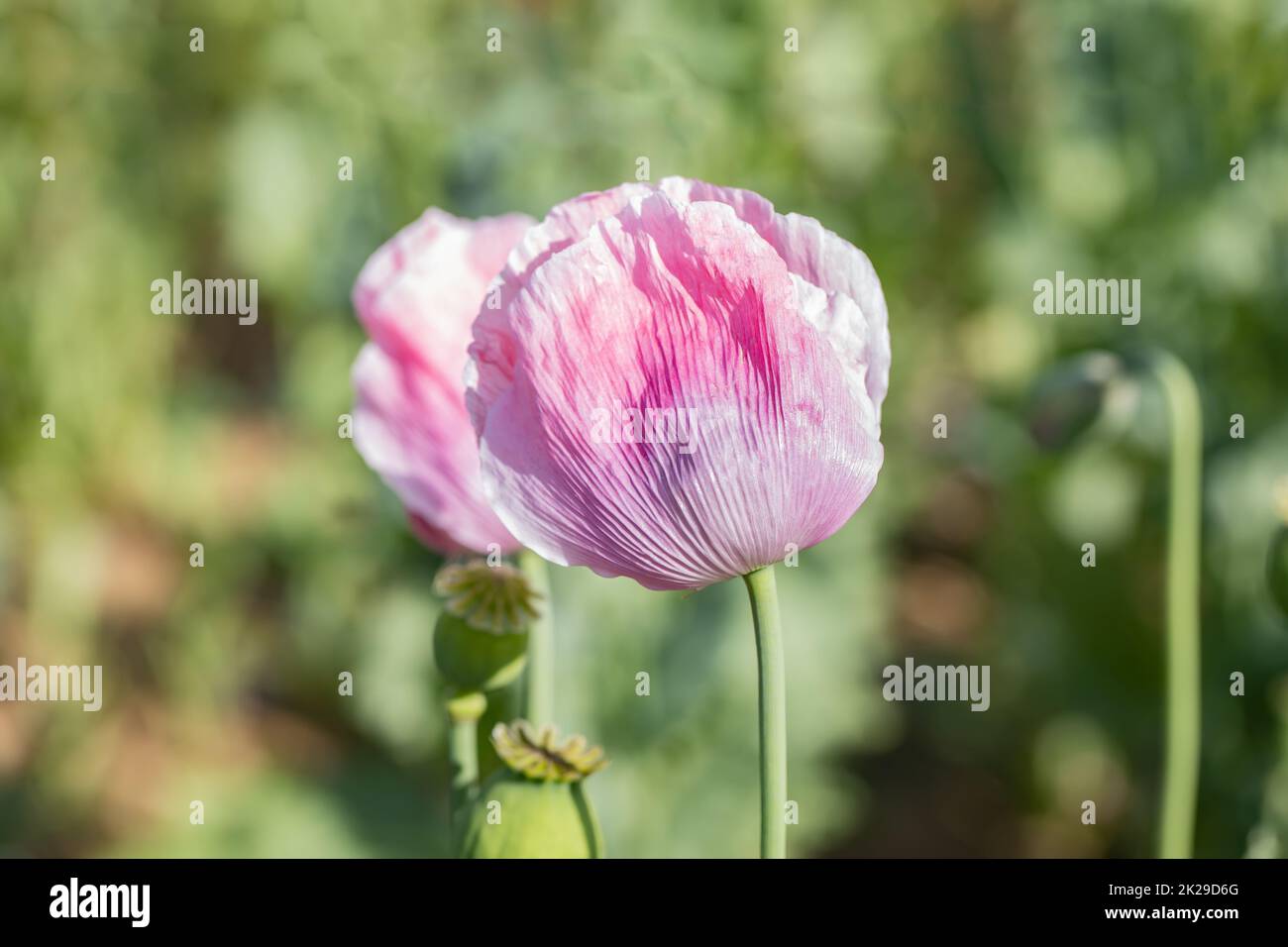 From beautiful hi-res stock photography and images - Alamy