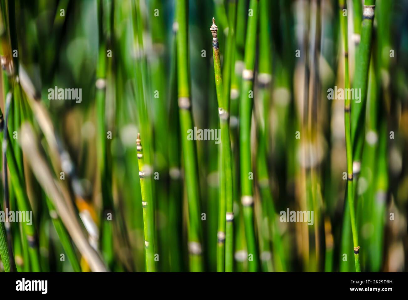Medicinal plant horsetail in hi-res stock photography and images - Alamy