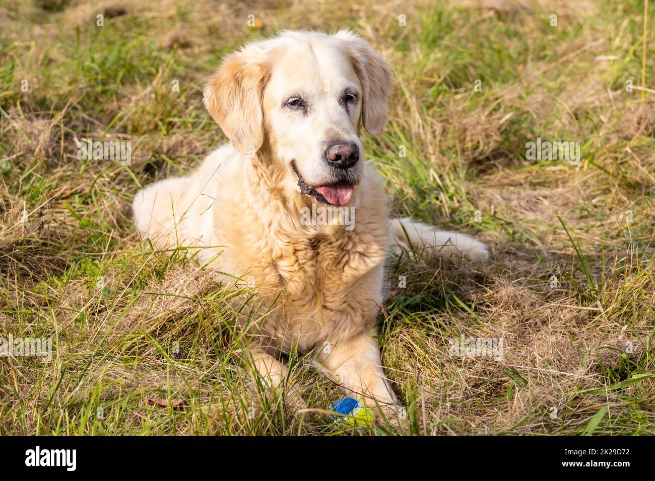Senior Retriever with toy Ball Stock Photo - Alamy