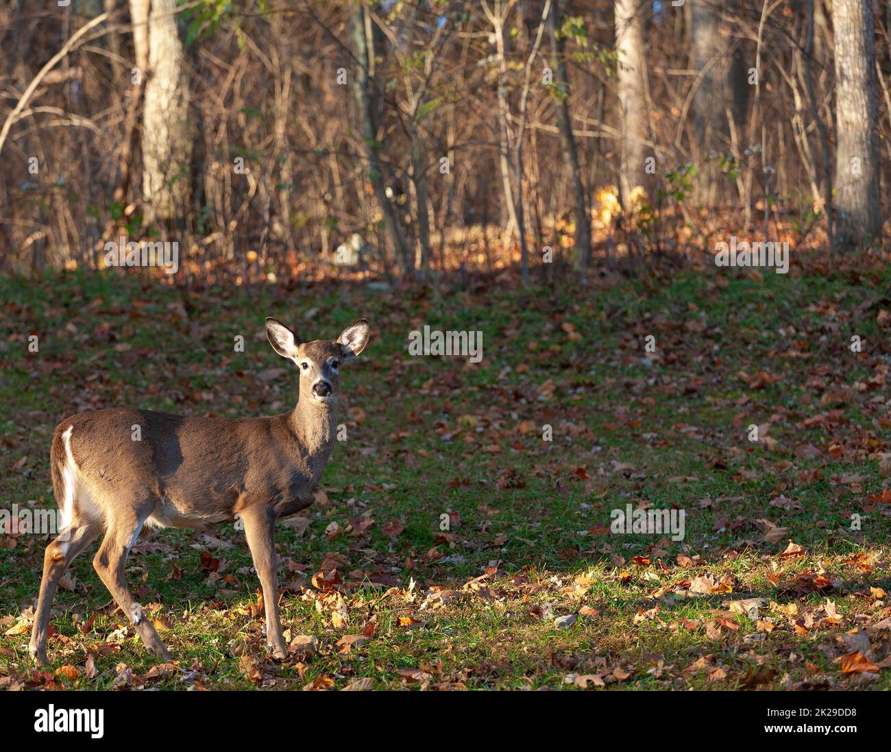 Whitetail doe virginia hi-res stock photography and images - Alamy