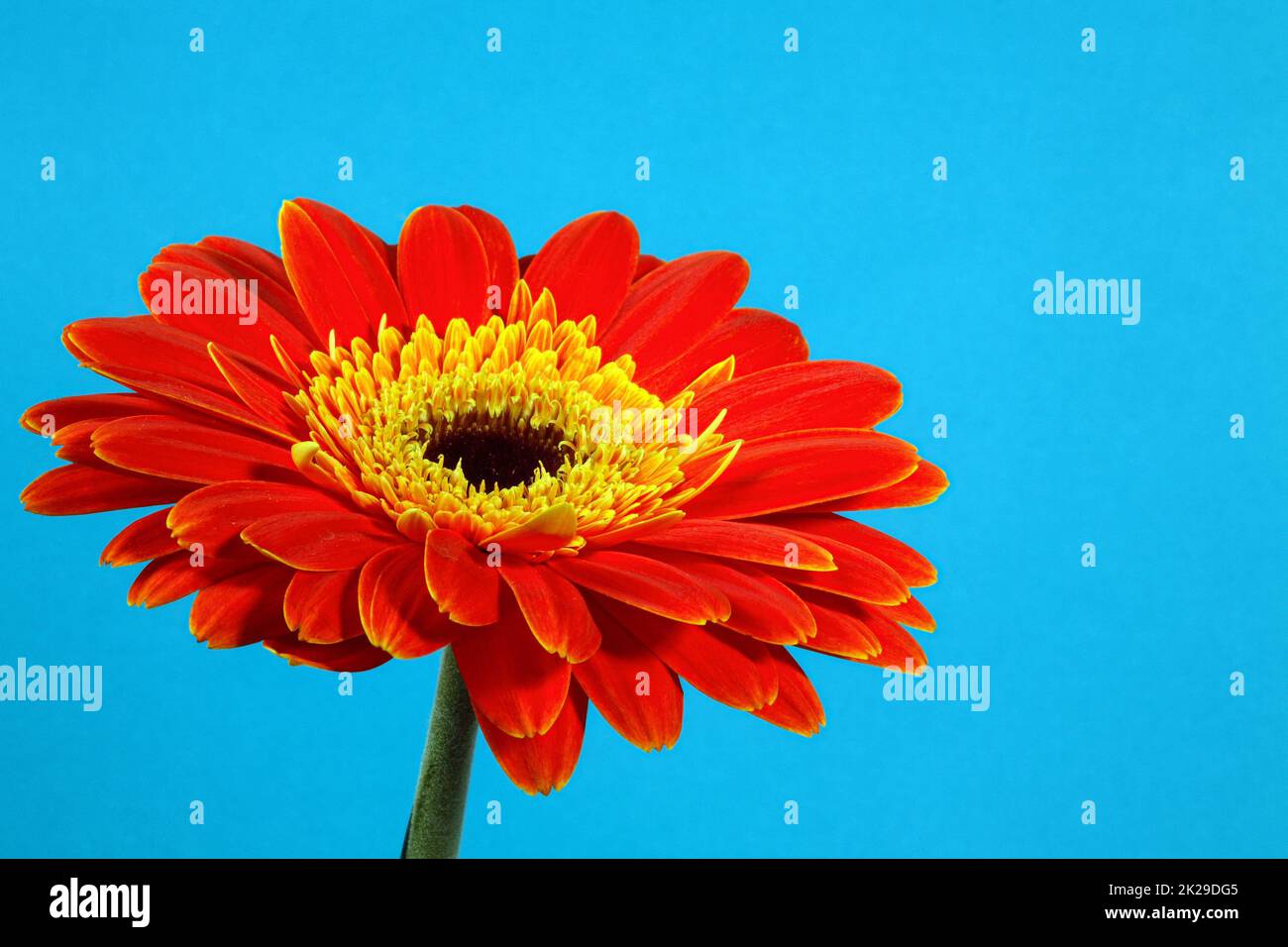 red gerbera on blue background Stock Photo - Alamy