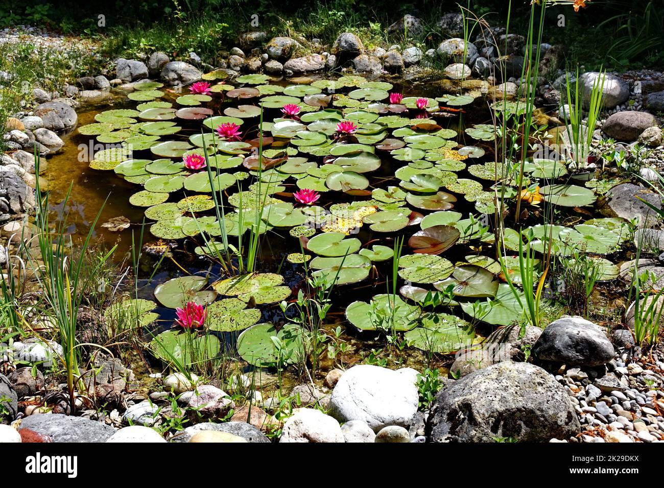 garden pond, garden design, aquatic plants, hobby Stock Photo - Alamy