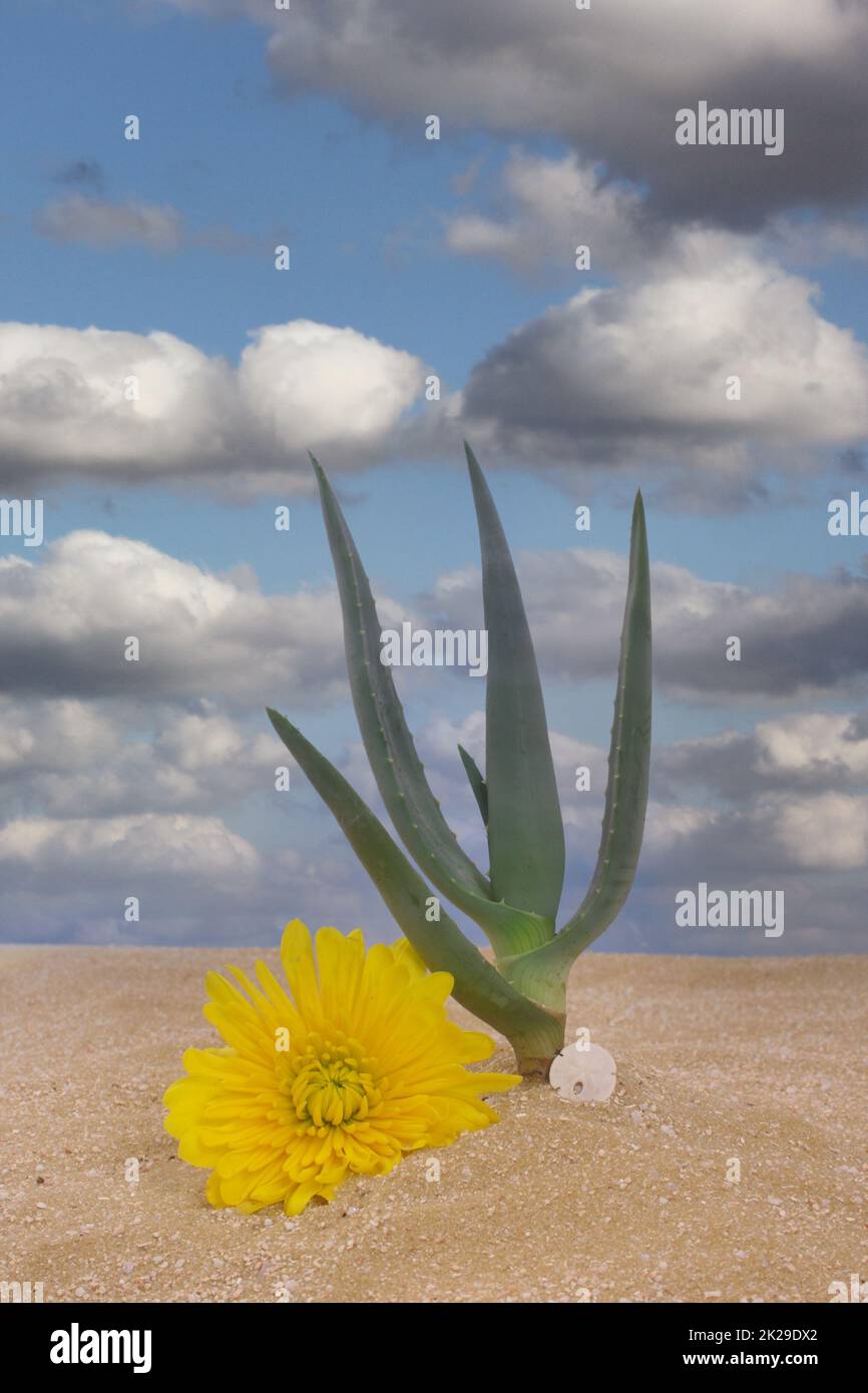 Sand and flower hi-res stock photography and images - Alamy