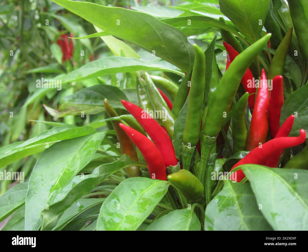 Asian pepper hi-res stock photography and images - Alamy