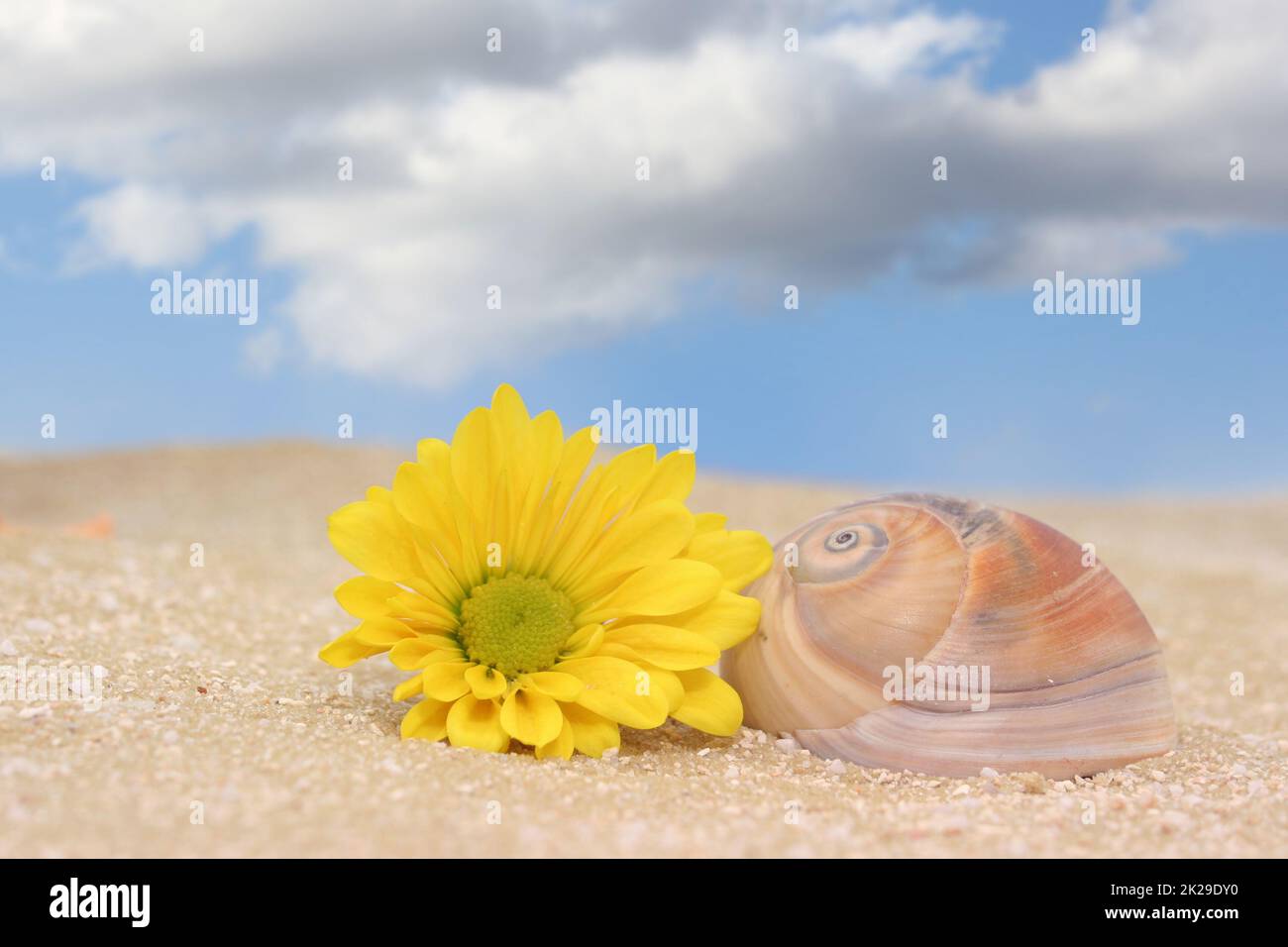 Sandy flower hi-res stock photography and images - Alamy