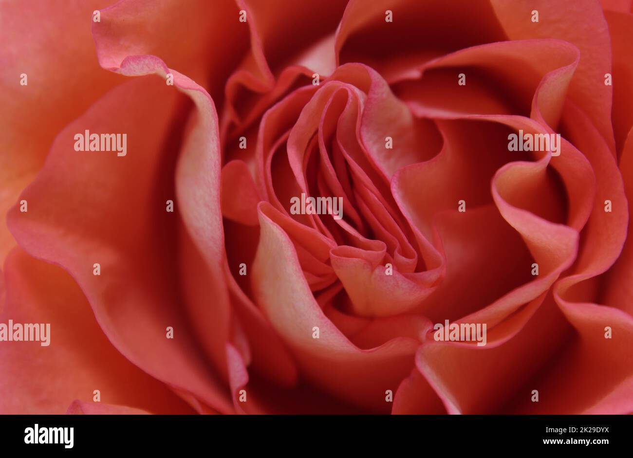 Pink rose close hi-res stock photography and images - Alamy