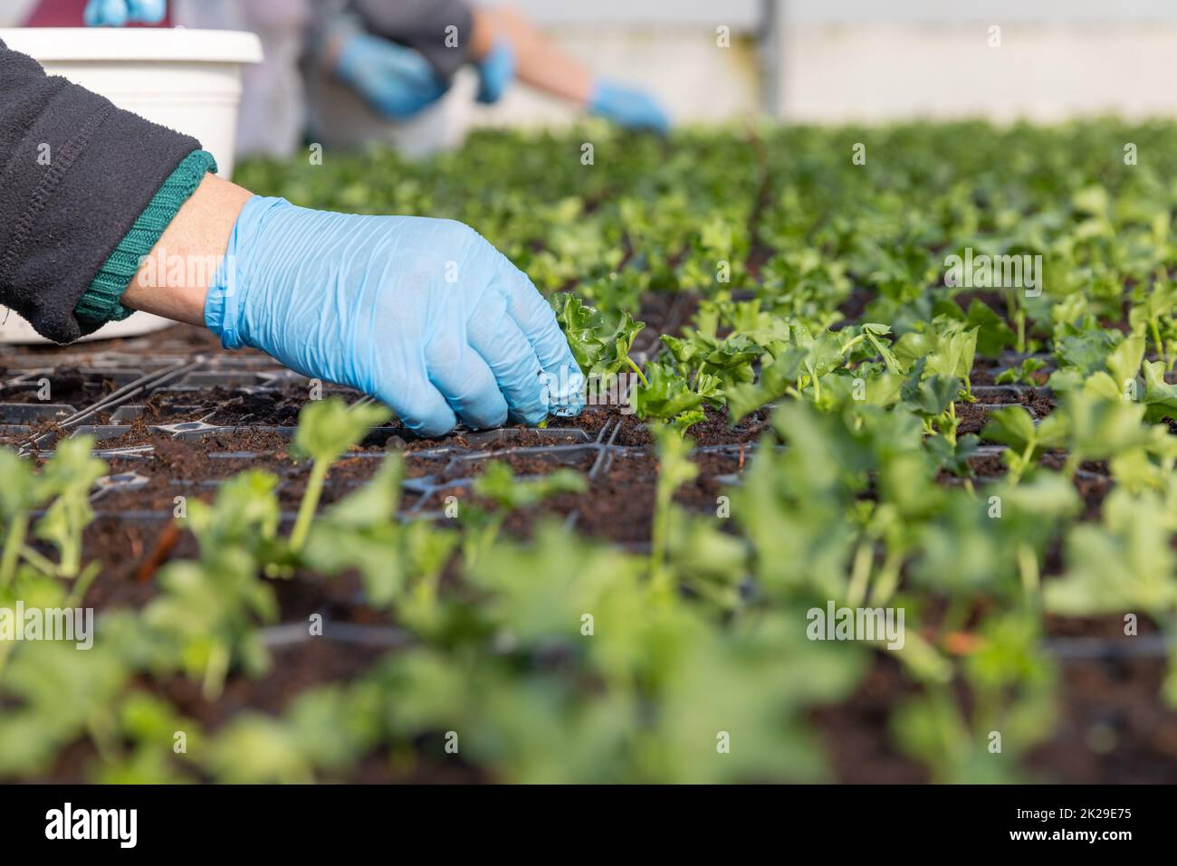 Woman planting green seedling hi-res stock photography and images - Alamy