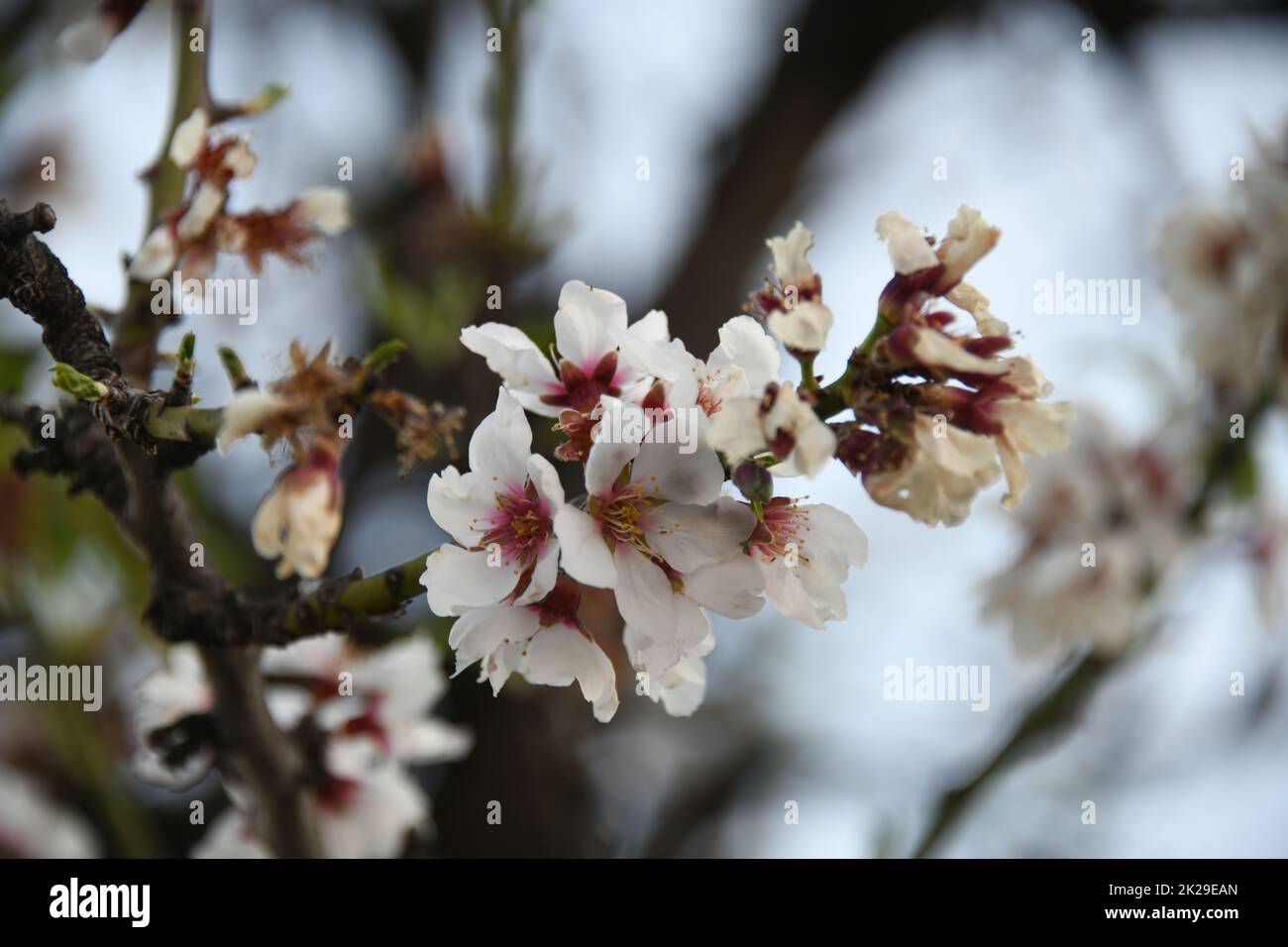 Almond blossoms on almond tree at the Costa Blanca, province of ...