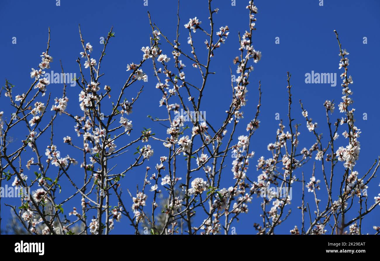 Almond blossoms on almond tree at the Costa Blanca, province of ...