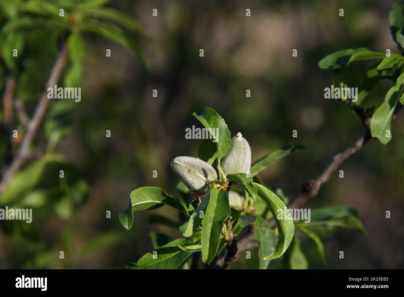 the first small almonds on the almond tree in the province of Alicante ...