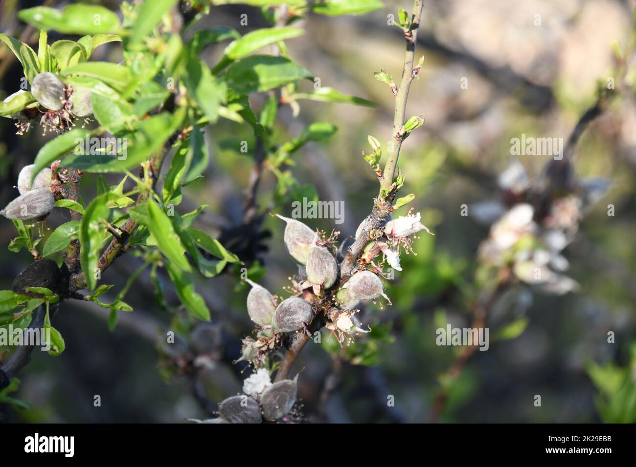 the first small almonds on the almond tree in the province of Alicante ...