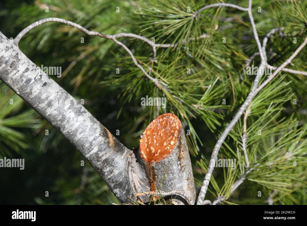 Annual rings on a tree trunk, Alicante Province, Costa Blanca, Spain ...