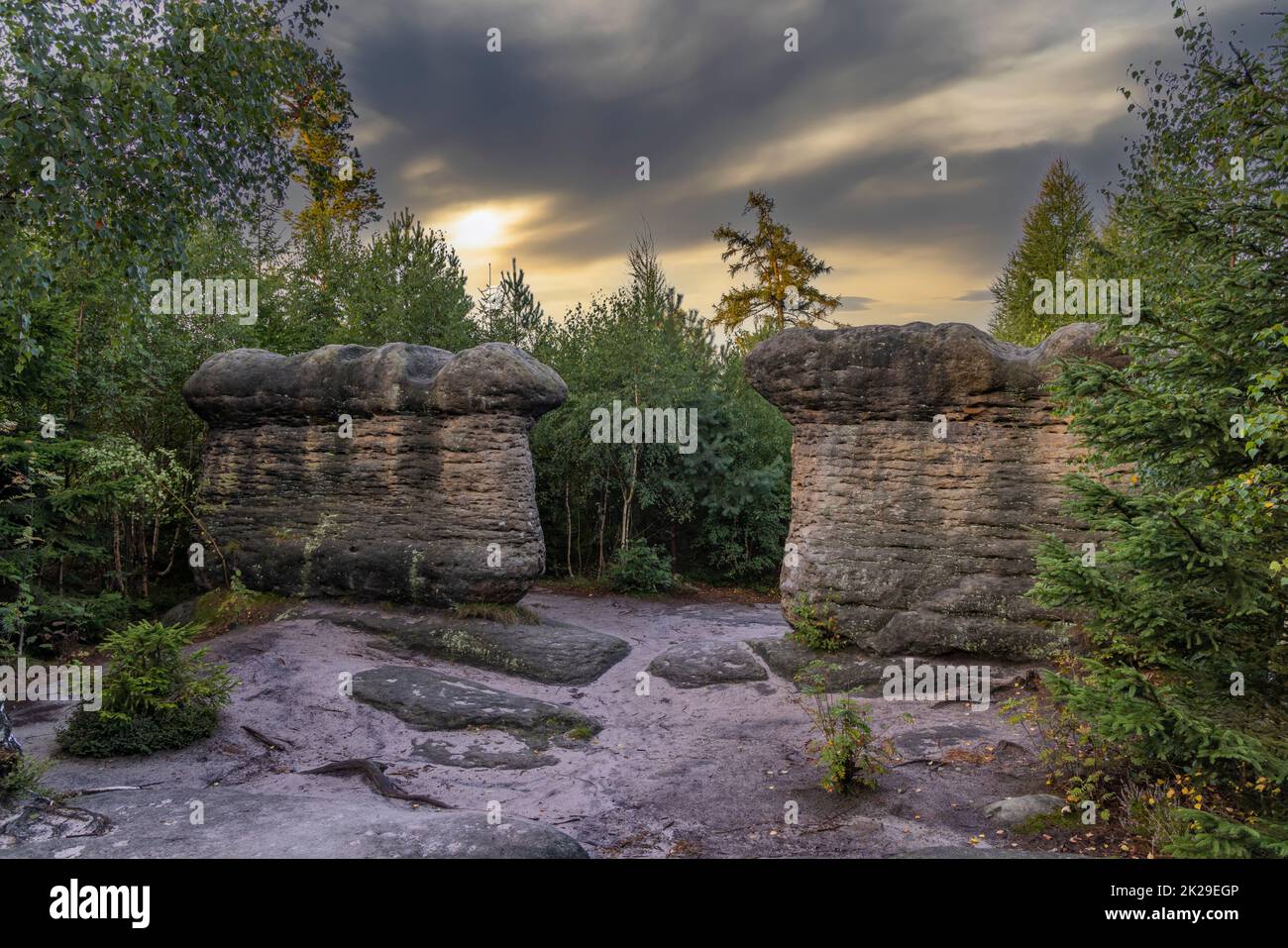 Stone mushrooms in a nature reserve Broumovske steny, eastern Bohemia ...