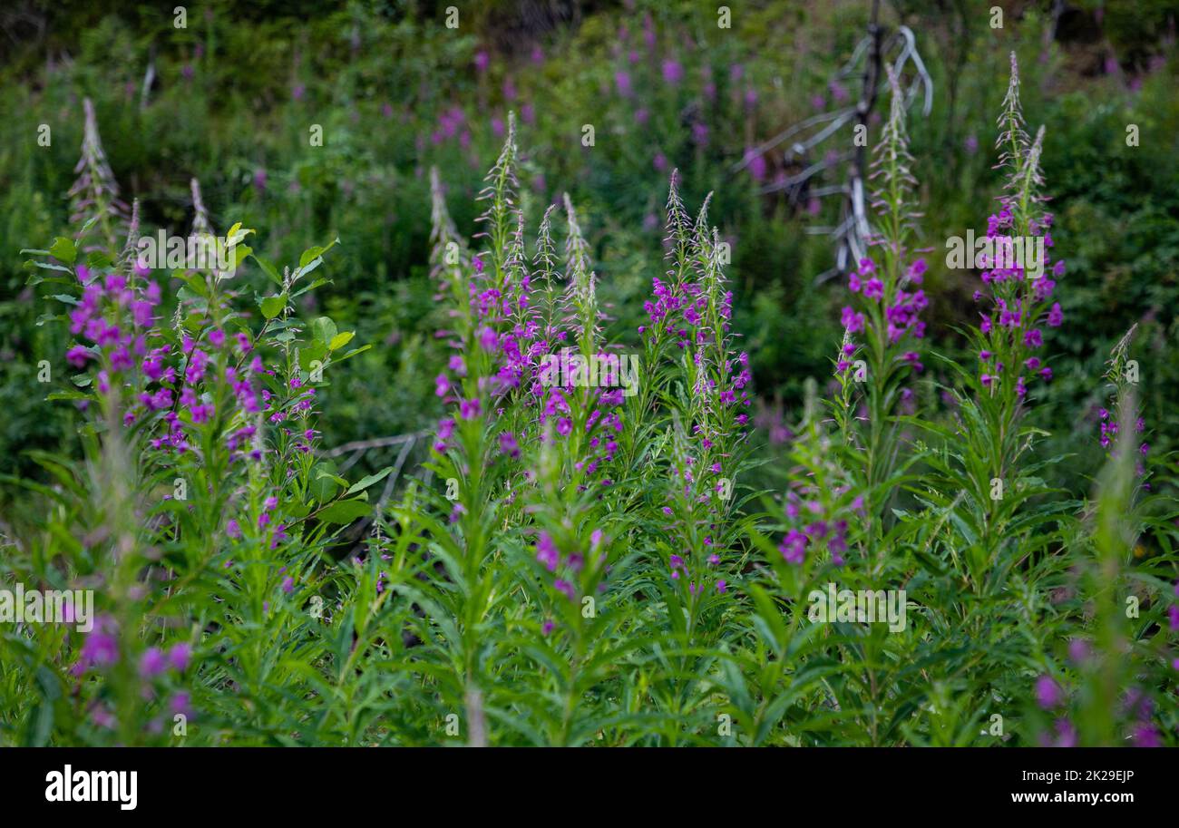 Fireweed close up hi-res stock photography and images - Alamy