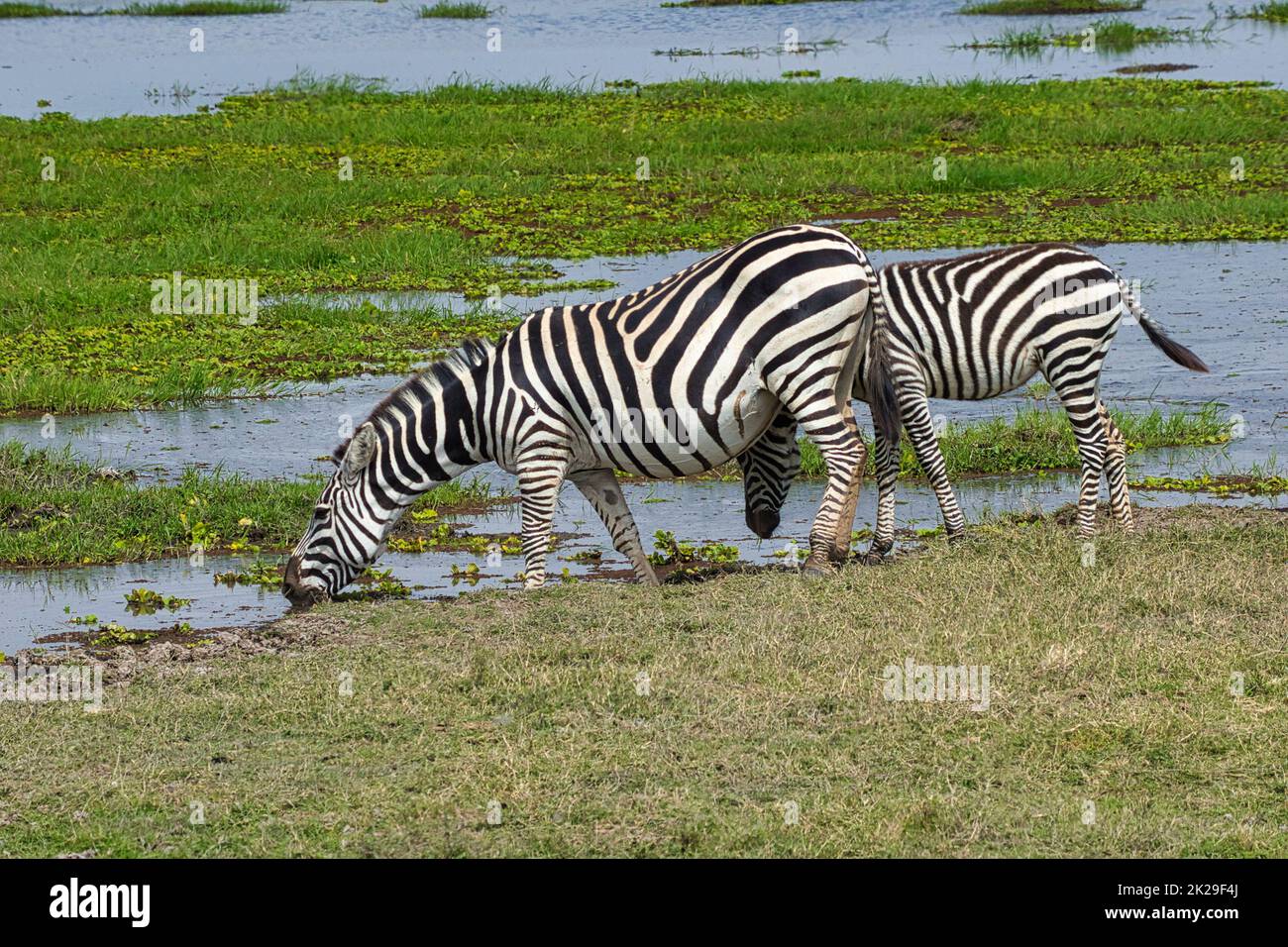 Two plains zebras, Equus quagga, at a waterhole in Amboseli National ...
