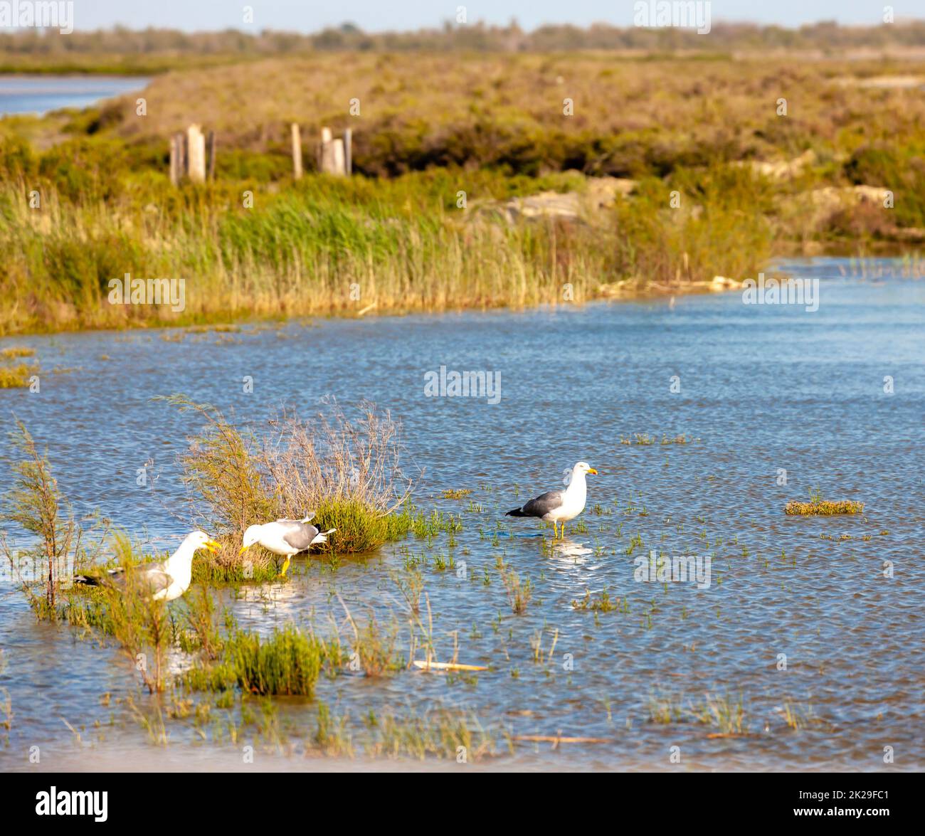 Camargue countryside hi-res stock photography and images - Alamy