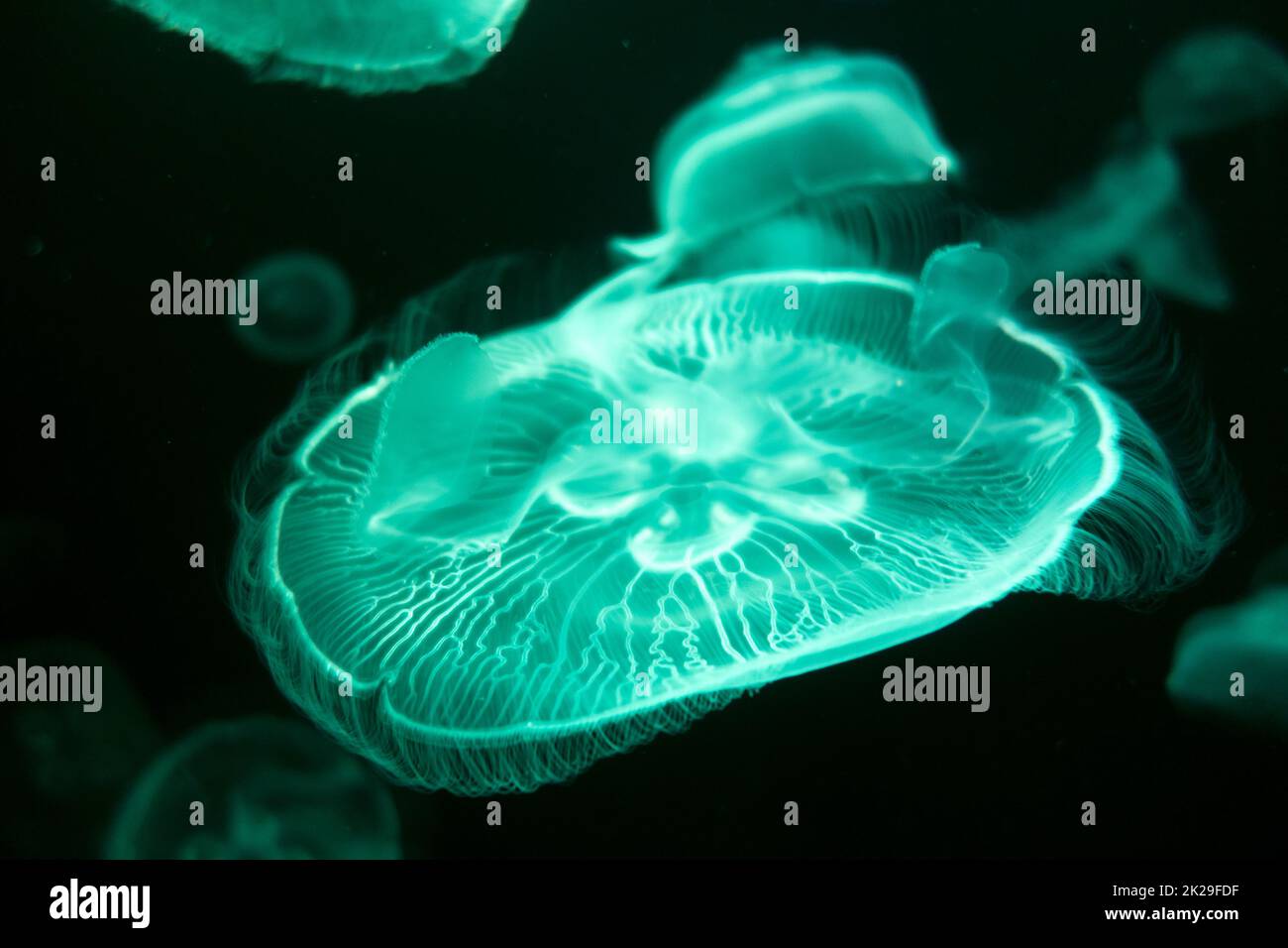 Jellyfish floating in ocean Stock Photo - Alamy