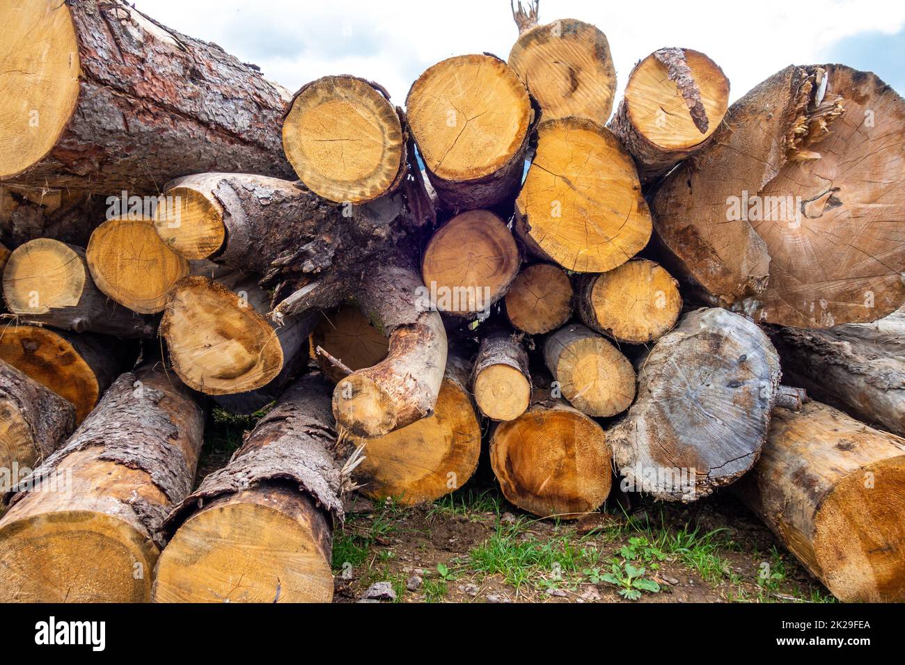 Stack of tree trunks Stock Photo - Alamy