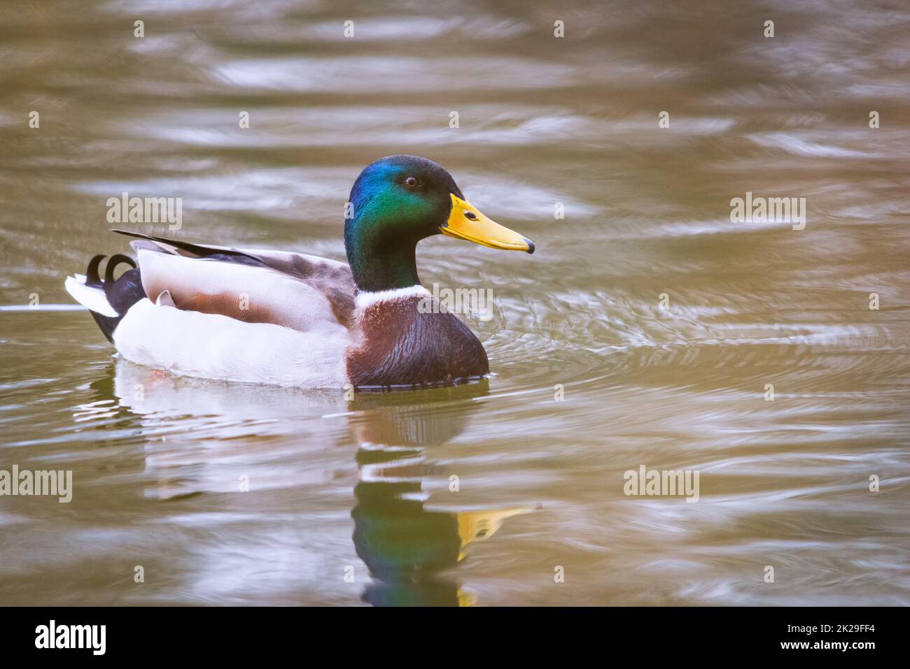 A beautiful colored male mallard duck on a pond. Seen in Austria 2022 ...