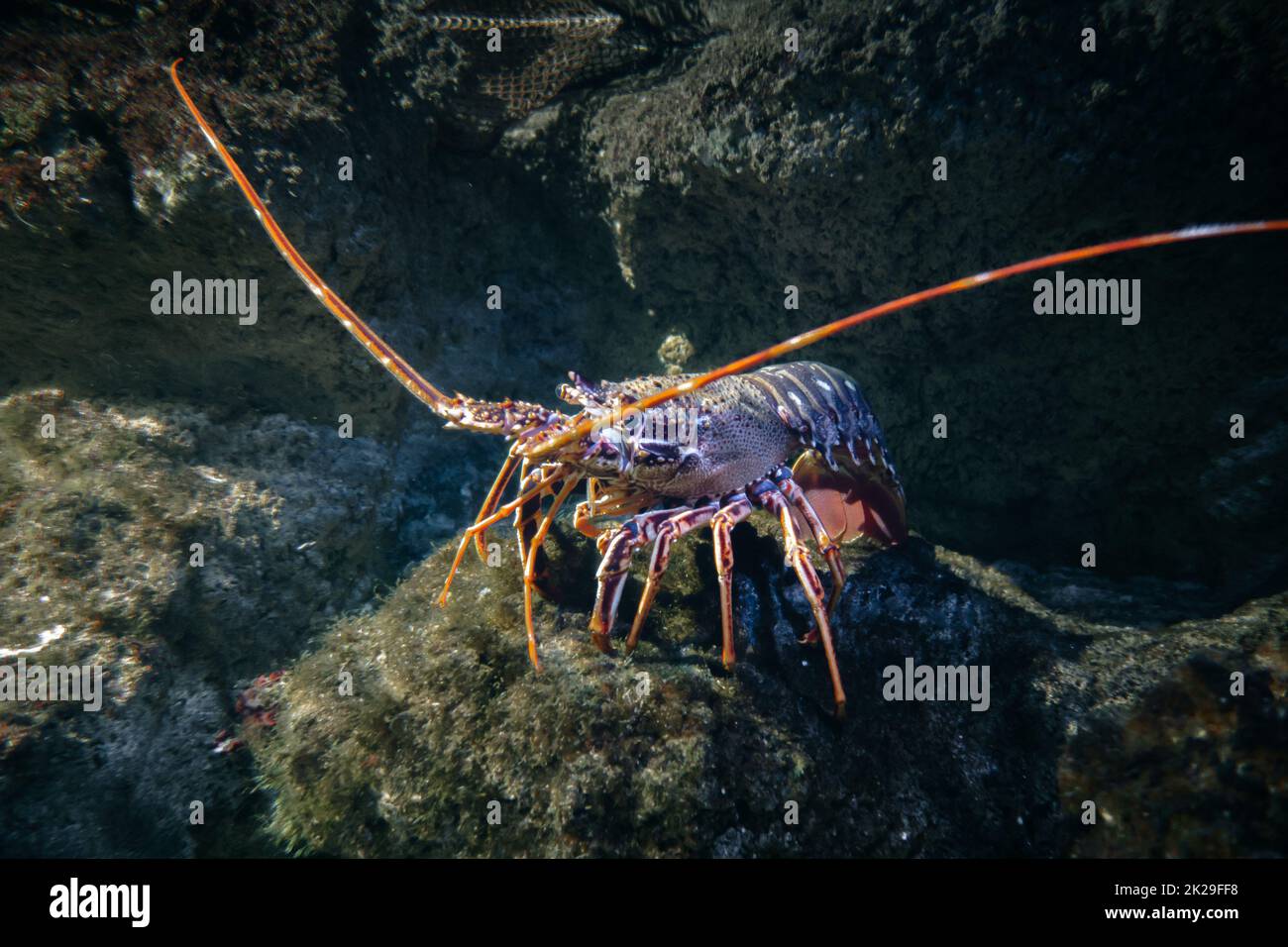 Seabed animal hi-res stock photography and images - Alamy