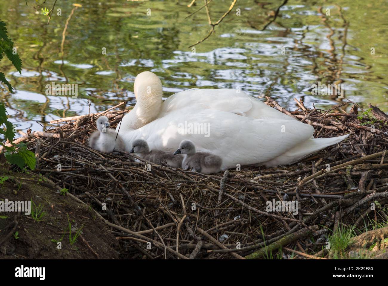 Abtska cherteich hi-res stock photography and images - Alamy