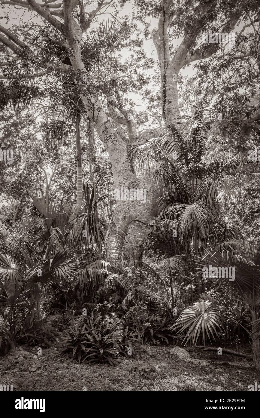 Tropical natural jungle forest plants trees Muyil Mayan ruins Mexico ...