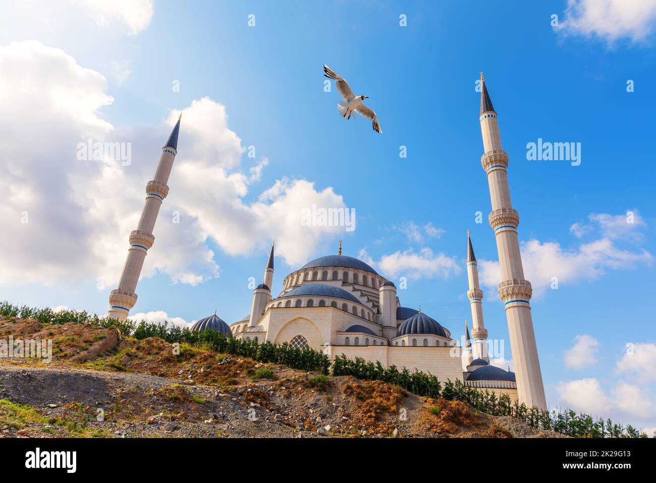 Istanbul Big Camlica Mosque and seagull, Turkey Stock Photo - Alamy