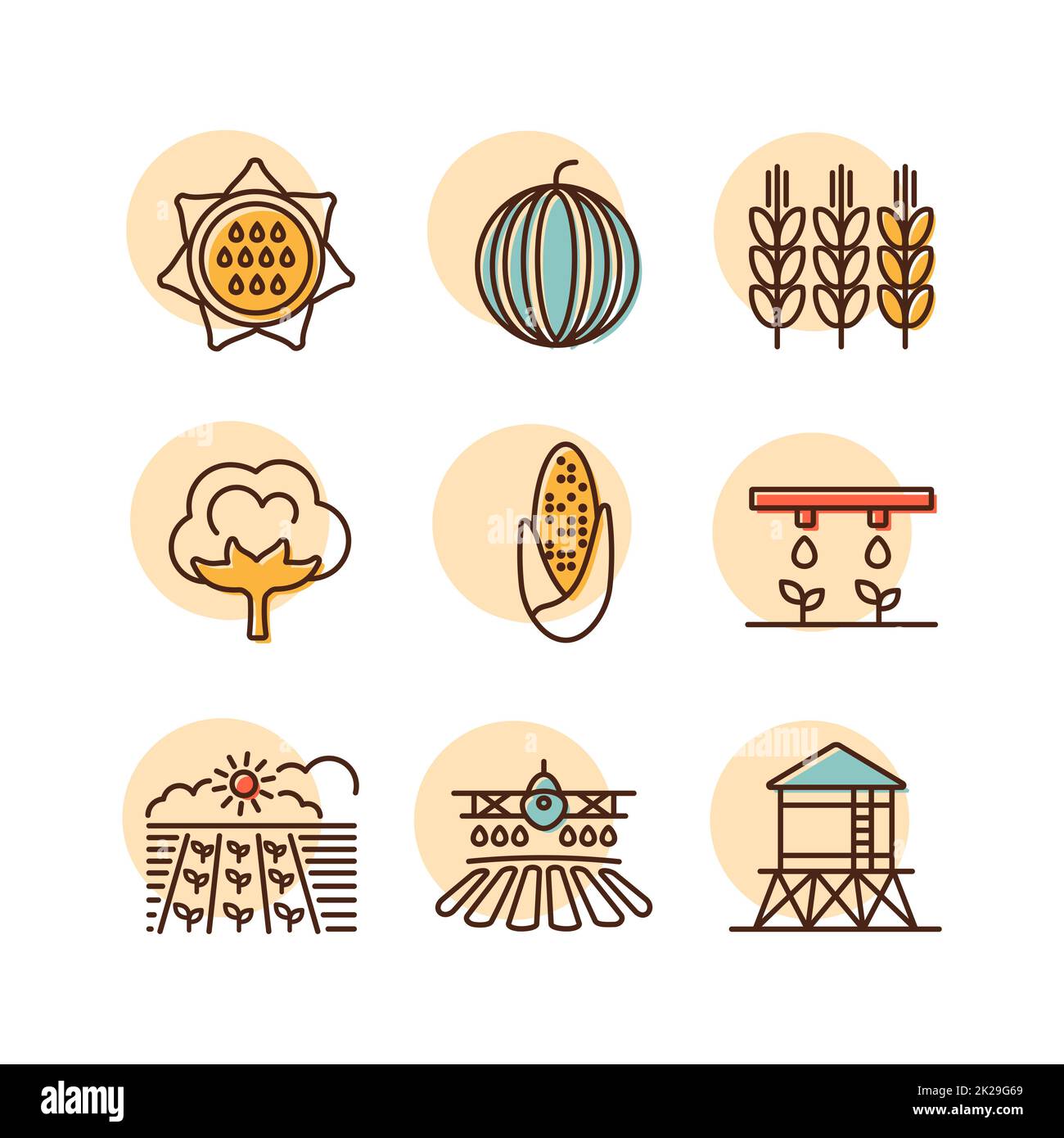 Maize corn agriculture field cob Cut Out Stock Images & Pictures - Alamy