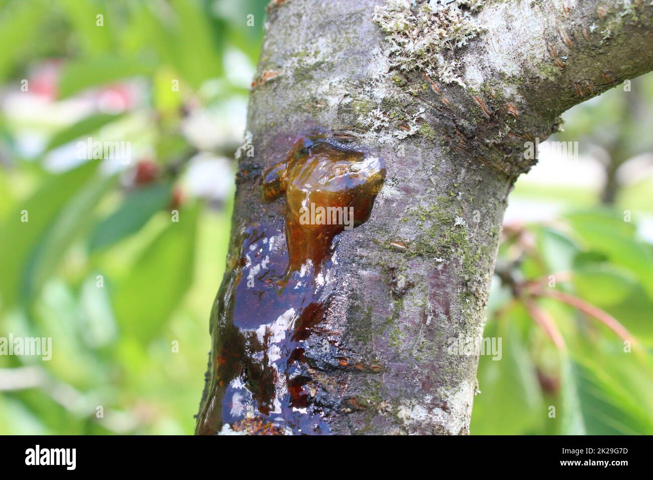 Pitch tree hi-res stock photography and images - Alamy