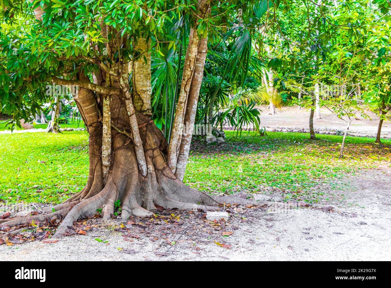 Tropical jungle plants trees walking trails Muyil Mayan ruins Mexico ...
