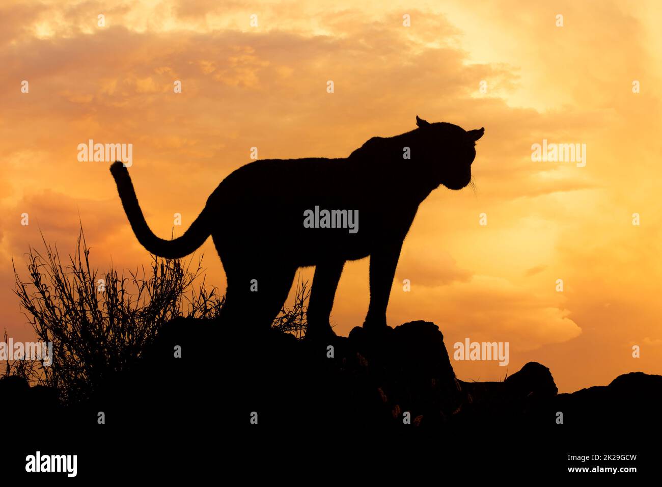 Leopard silhouetted against orange sky Stock Photo - Alamy