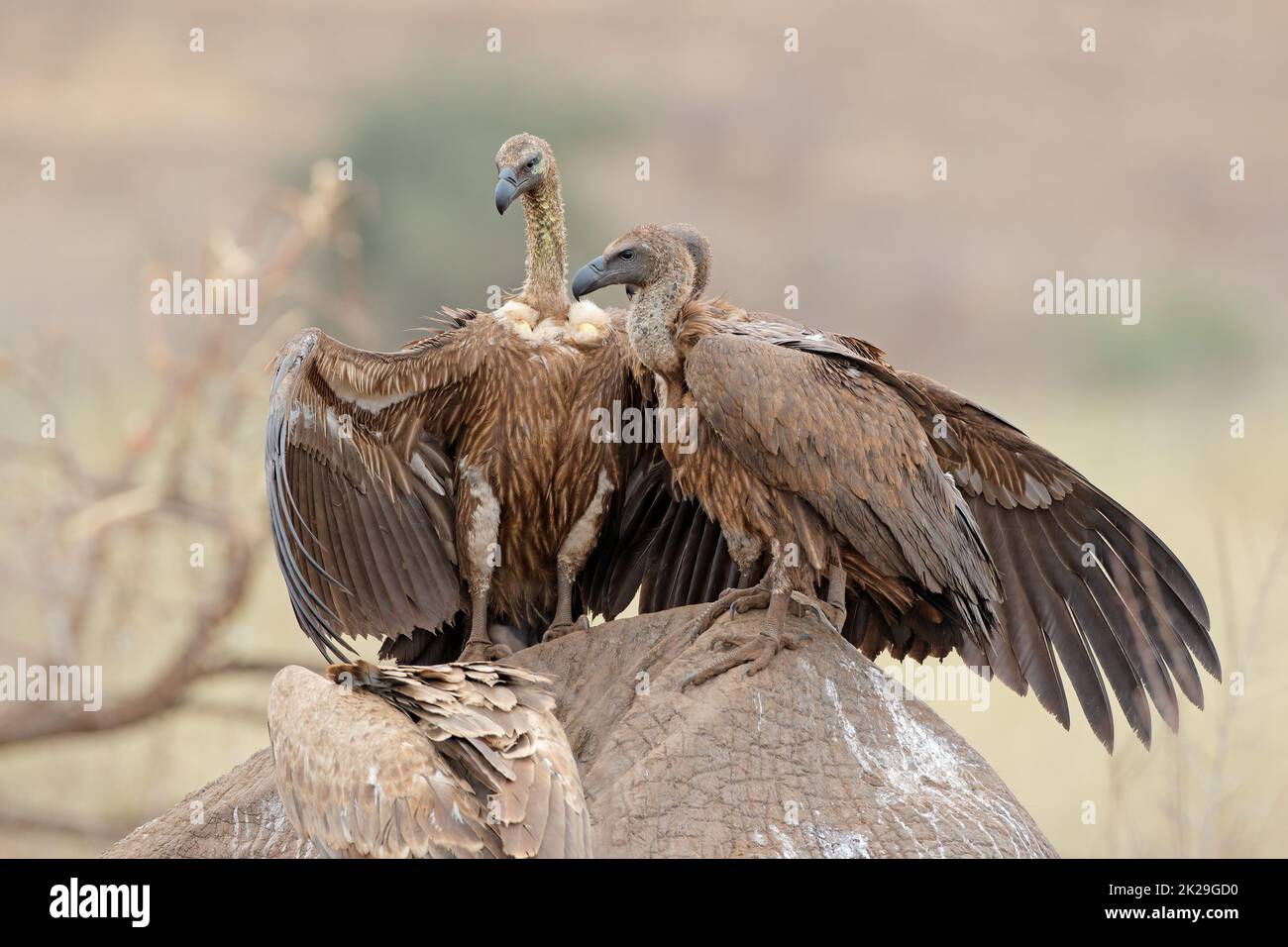 Vultures dead animal hi-res stock photography and images - Alamy