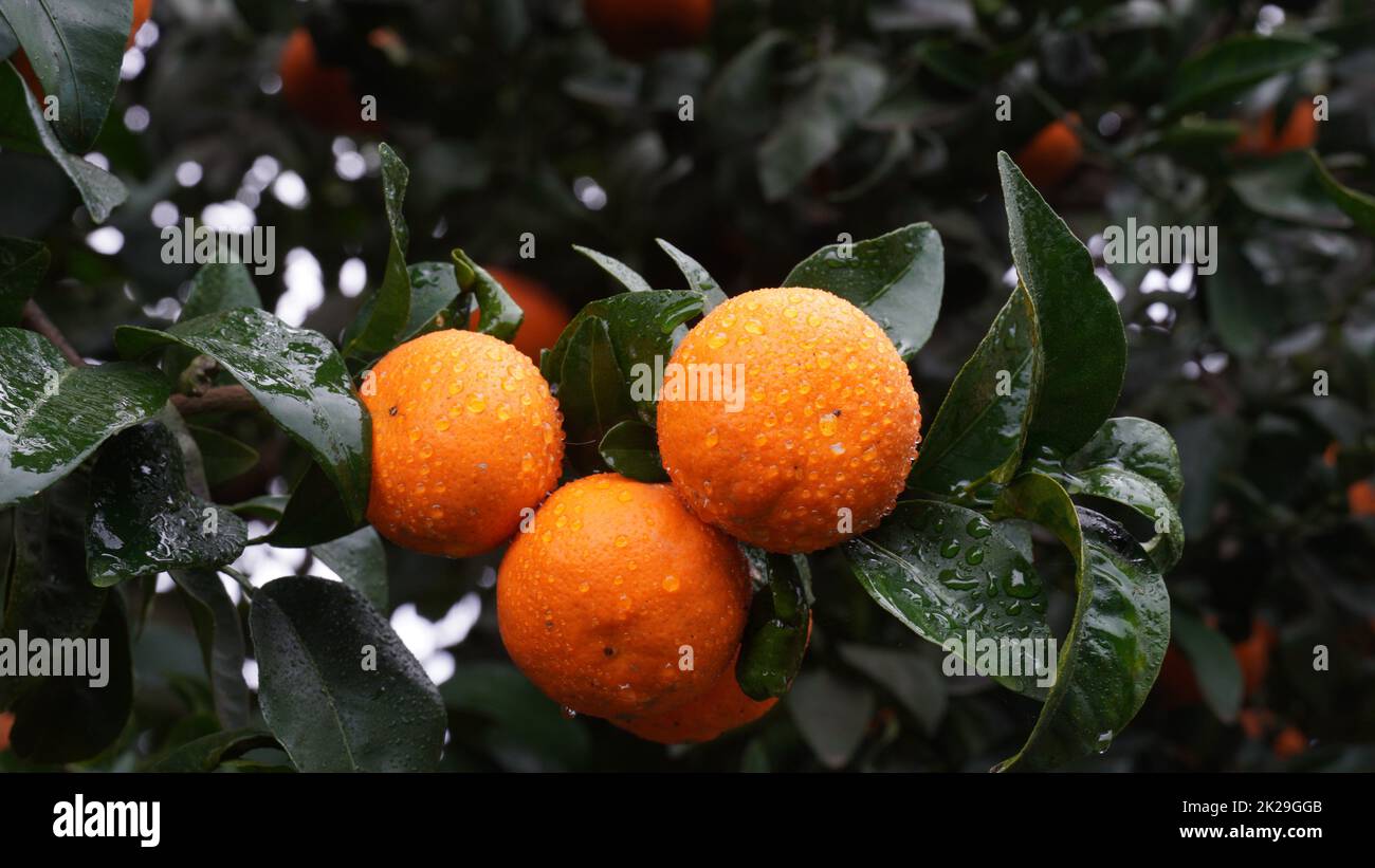 Closeup of ripe juicy mandarins in greenery on tree branches Stock ...