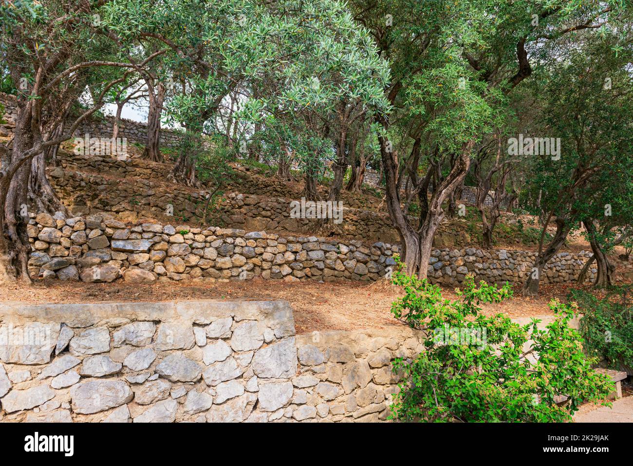 Terraces olive trees hi-res stock photography and images - Alamy