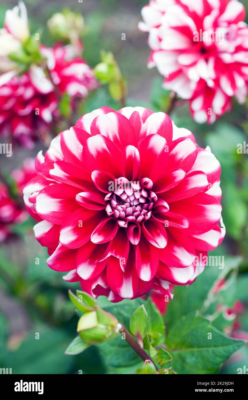 Close up of Dahlia Jamacia a red and white miniature waterlily ...