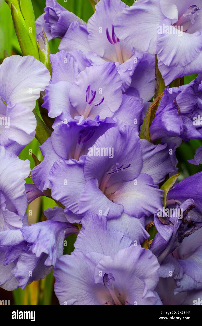 Close up of large flowered Lavender Blue flowers of Gladiolus Milka ...