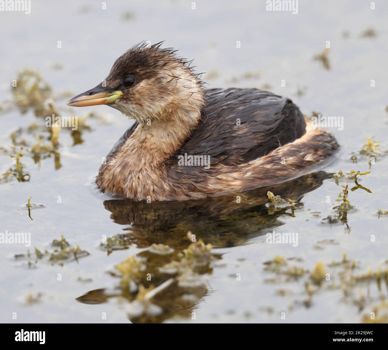Little Grebe in close at Kemerton Lake Nature Reserve Stock Photo - Alamy