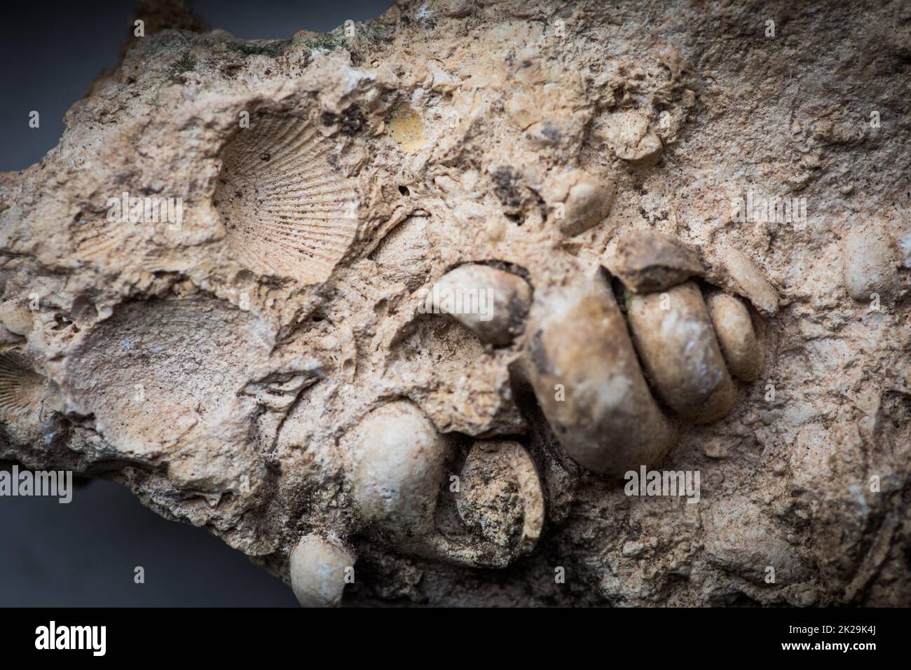 Shell fossils hi-res stock photography and images - Alamy