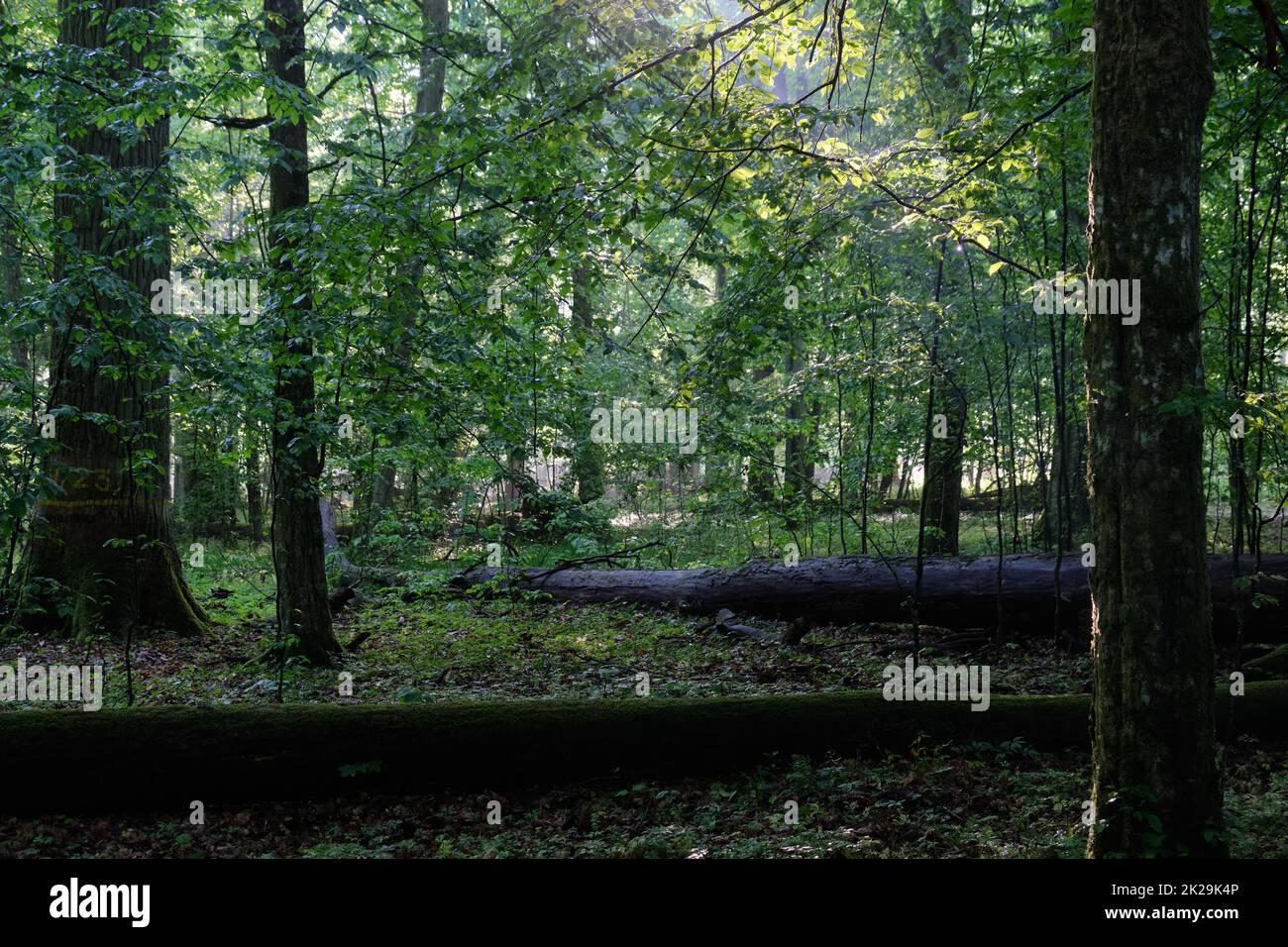 Springtime deciduous tree stand with hornbeams and oaks Stock Photo - Alamy