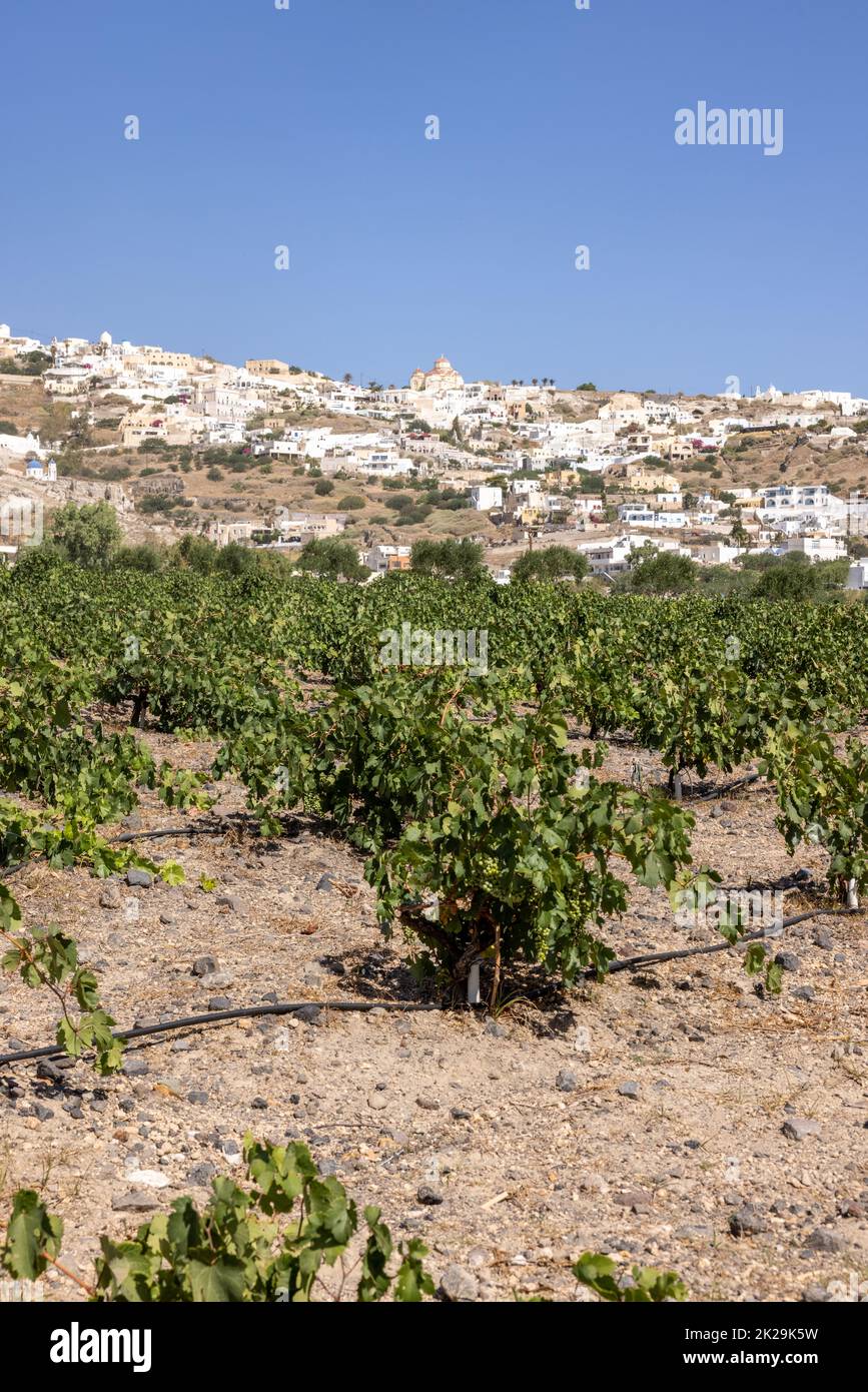 Assyrtico grape hi-res stock photography and images - Alamy